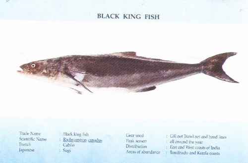 Thoothoor. A Fishermen Village with a Difference.