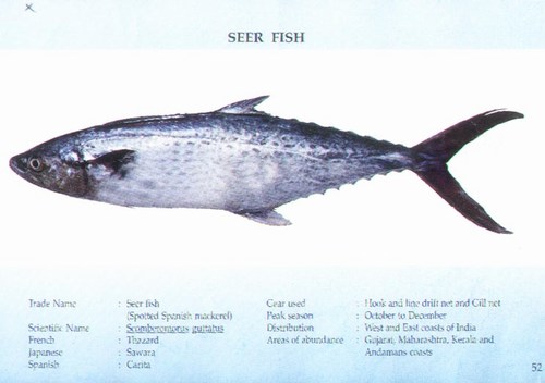 Thoothoor. A Fishermen Village with a Difference.